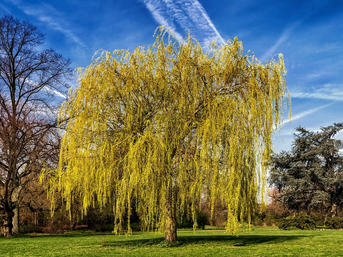 Los mejores árboles de jardín para proporcionar sombra: guía completa