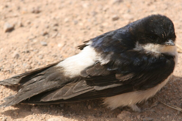 Aves insectívoras para tu jardín: descubre las mejores especies