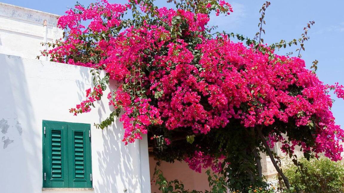 Las mejores enredaderas con flores que florecen todo el año