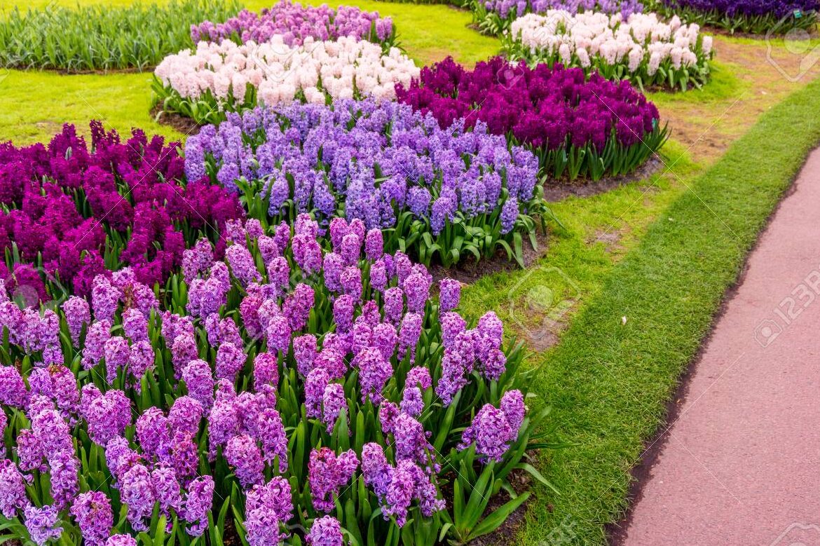 Guía completa para crear un jardín con flores todo el año
