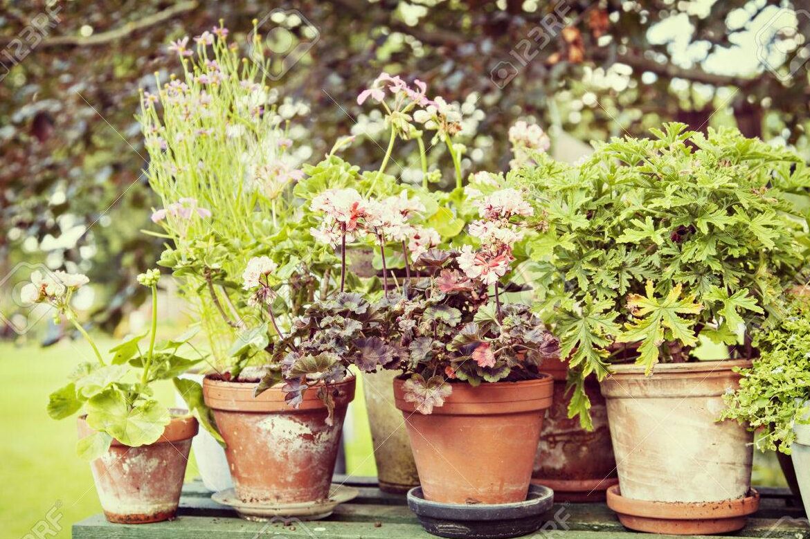 Ideas de decoración de jardín con macetas rústicas: ¡inspiración al ...