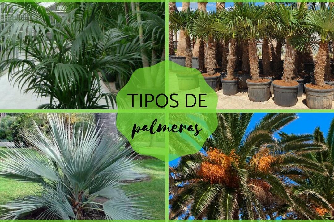 Los diferentes tipos de palmas ideales para el jardín: guía completa