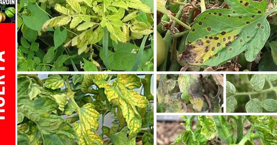 Posibles enfermedades en hojas de plantas: guía con fotografías